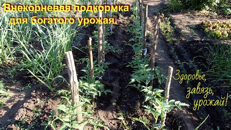 Супер подкормка для хорошего урожая томатов и всех растений. - YouTube