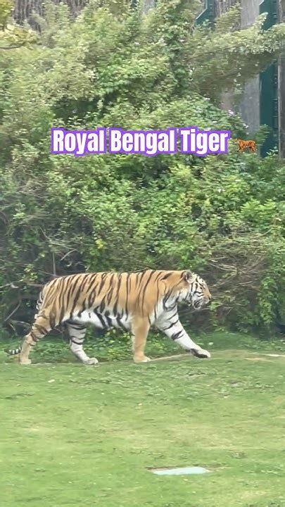 🐯royal Bengal Tiger 🐅 A Closer Look Viral Trending Youtubeshorts