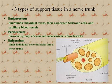 Ppt Nervous Tissue Powerpoint Presentation Free Download Id528071