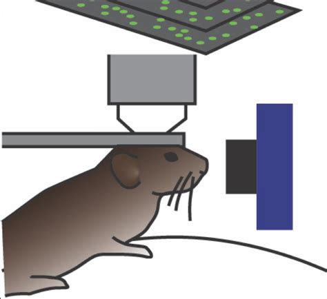 At The Edge Of Chaos Elife Science Digests Elife