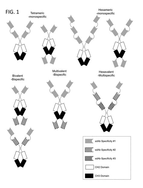 Multivalent And Multispecific 41bb Binding Fusion Proteins Eureka