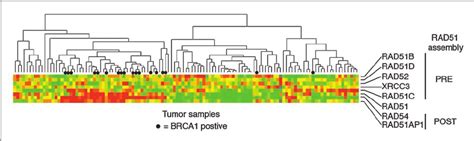 Hierarchical Clustering Of 117 Primary Breast Tumors Based On The Gene Download Scientific
