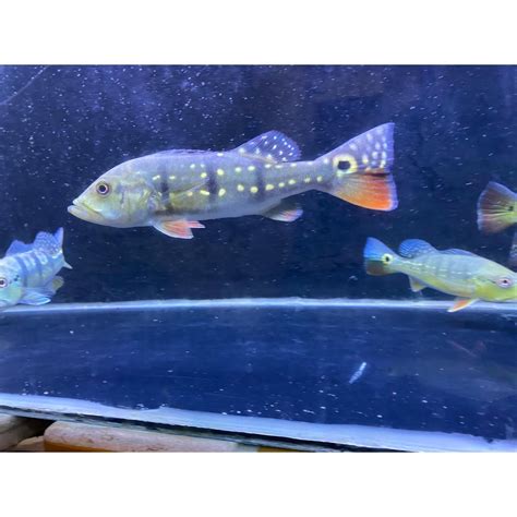 Harga Temensis Terbaru Mei 2022 Biggo Indonesia