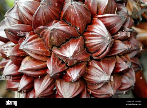 Mangrove Palm Nypa Fruticans Fruit Close Up Of The Fruit Of The