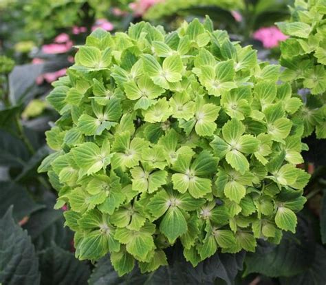 Hydrangea Macrophylla Magical® Rhapsody Hortmarhaso Hydrangea