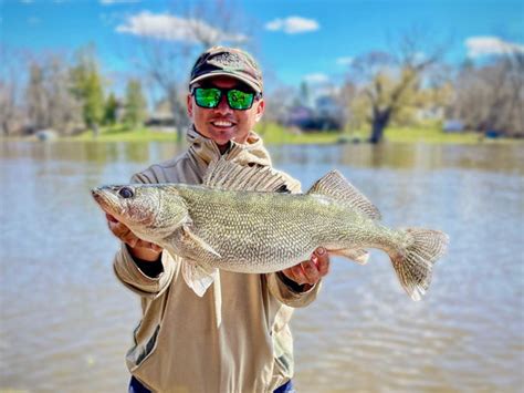 Spring Walleye Jigging Techniques And Lure Presentations Using Vexan R