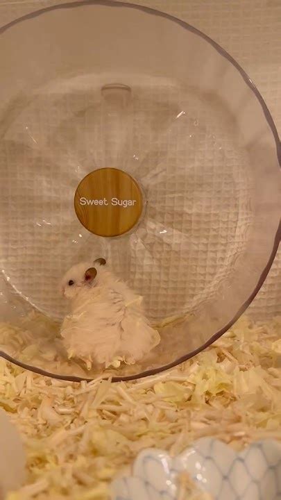 삐진 햄스터 햄스터 골든햄스터 Shorts Youtube