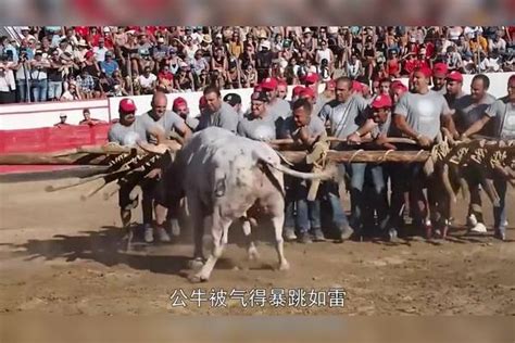 几十名男人合力欺负一头公牛要是这牛没了一定是被气死的 公牛 合力 男人