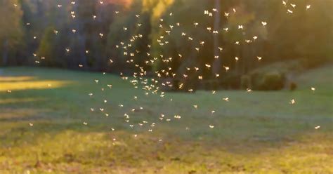 Quelles Sont Les Plantes Qui Attirent Les Moustiques Dans Votre Jardin