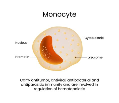 Monocyte Cell Structure And Function Premium Vector