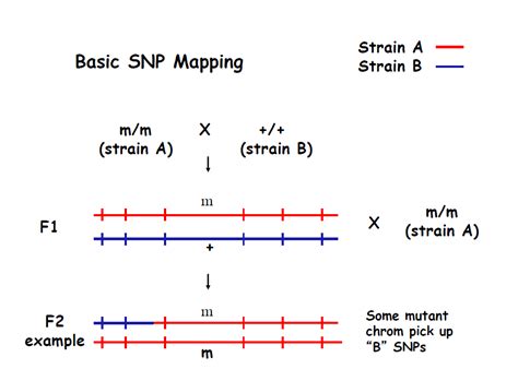 Snps Mapping