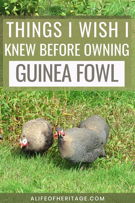 Can You Eat Guinea Fowl And Guinea Eggs Artofit