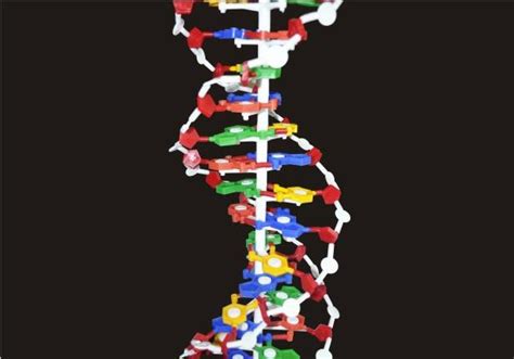 Dna 구조 모델 베이스 쌍 60cm 유전 유전자 Dna Dna 이중 나선 모델 생물학 교육 장비 용품교육장비