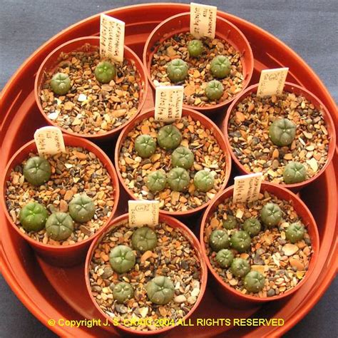 Craig Germination Article