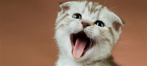 101 Interesting Facts About Cats FactRetriever