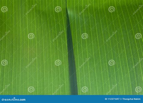 Leaves Overlap Background Royalty Free Stock Image