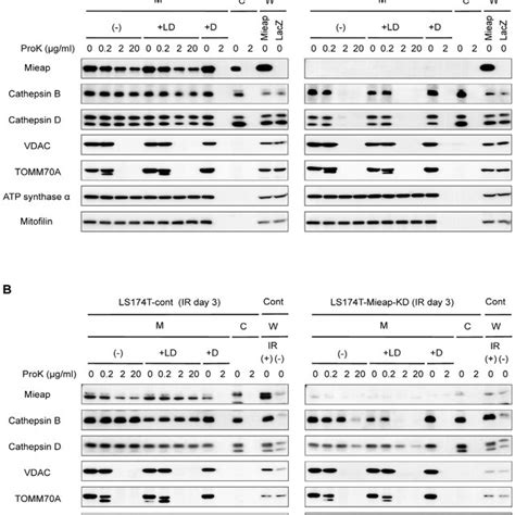 Proteinase K Protection Assay Shows The Presence Of Mieap And Lysosomal