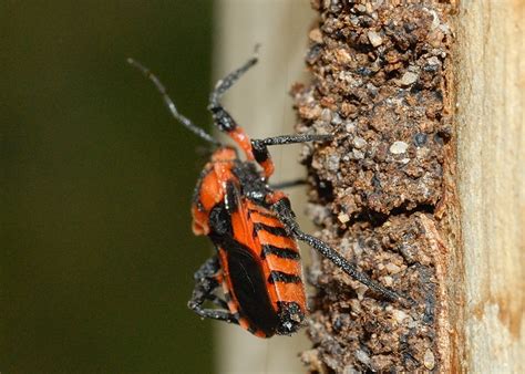 Termite Assassin Bug Tegea Atropicta