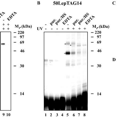 Schematic Representation Of Lep A Topology Of Lep In The Inner