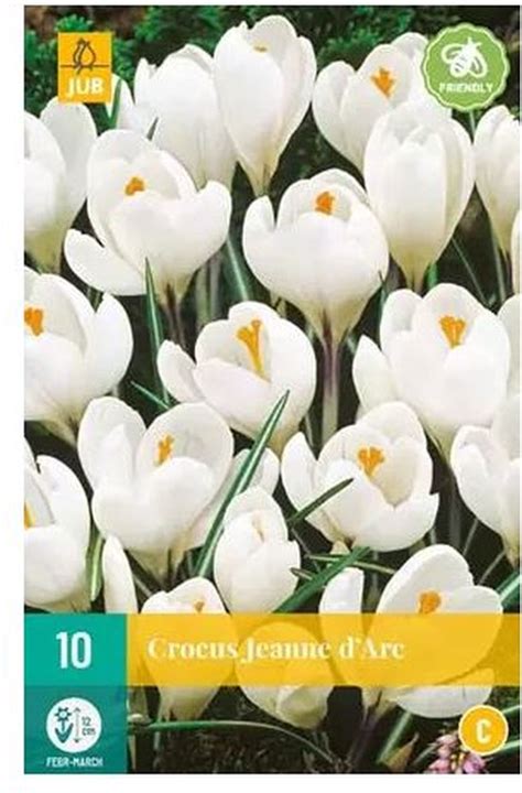 X 10 Crocus Jeanne d'Arc | bol