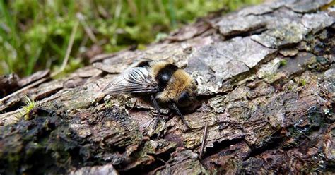 Flugan Som Kan Spruta Larver I Ditt öga Svt Nyheter