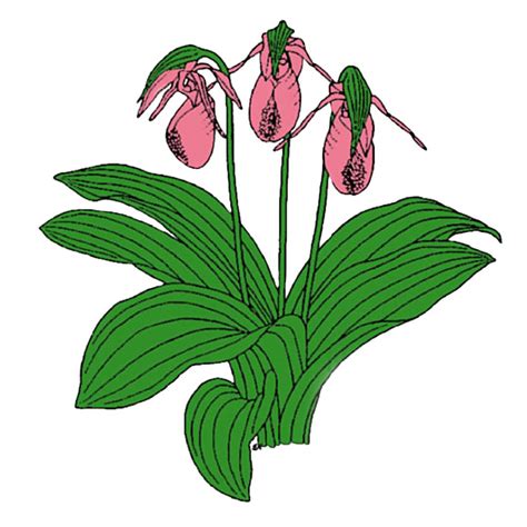 North Carolina Native Plant Society