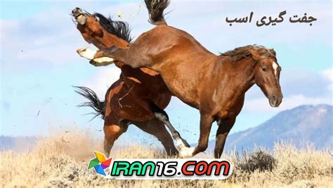 جفت گیری حیوانات Animalsvideo