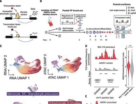 Transcription Factor Networks Disproportionately Enrich For