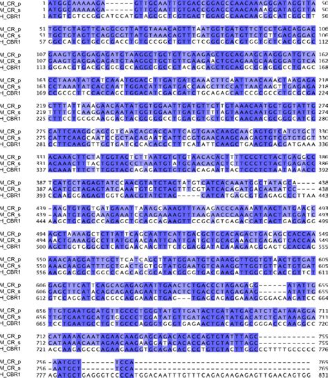 Identification And Cloning Of The Carbonyl Reductase Gene In Mytilus Download Scientific