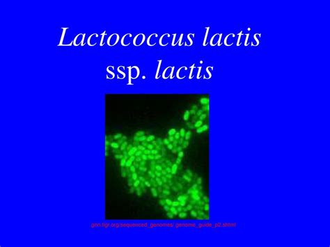 Ppt Lactococcus Lactis Ssp Lactis Powerpoint Presentation Free