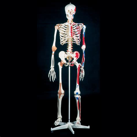 Super Skeleton Sam