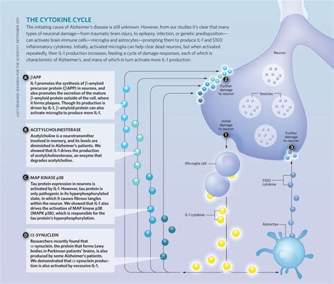 Cytokines Diagram