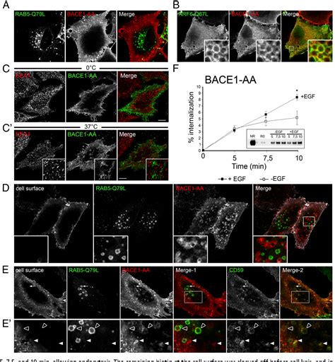 Figure 6 From Adp Ribosylation Factor 6 Arf6 Controls Amyloid