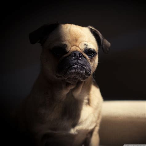 Pug Wallpapers Top Free Pug Backgrounds Wallpaperaccess