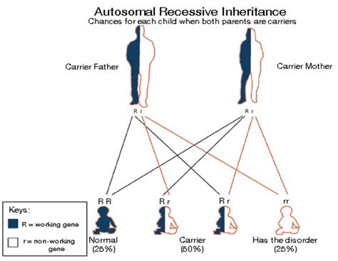 Knowledge Maple Syrup Urine Disease Msud