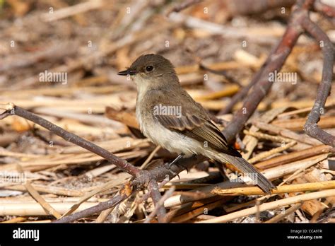 Eastern Phoebe Sayornis Phoebe St Ambroise Provincial Park Manitoba