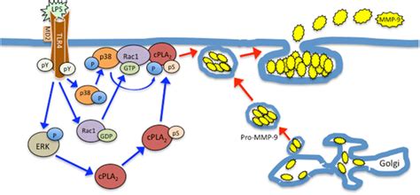 Schematic Representation Of The Signaling Pathways Involved In H