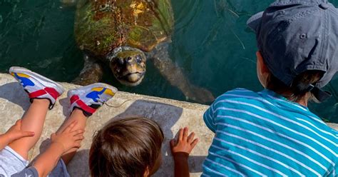 Κεφαλονίτης Όνος Η ΣΥΝΑΝΤΗΣΗ ΜΕ ΤΗΝ ΧΕΛΩΝΑ ΚΑΡΕΤΑ ΚΑΡΕΤΑ