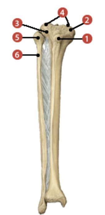 Tibia Fibula Diagram Quizlet