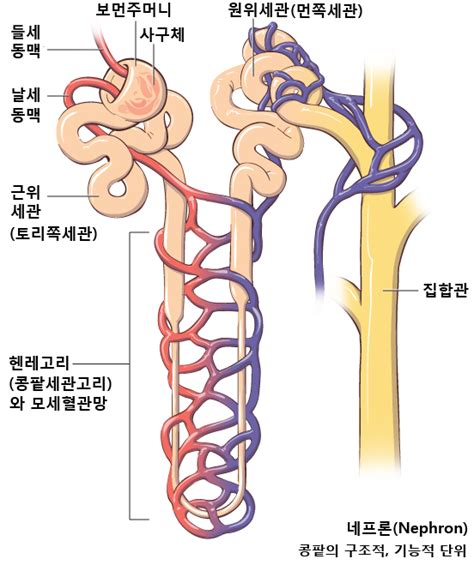 배설계 Part 2 사구체의 여과 재흡수 분비 네이버 블로그