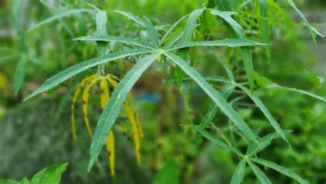 485 Cassava Varieties Royalty Free Photos And Stock Images Shutterstock