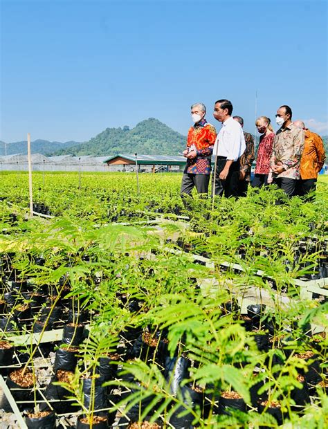 InfoPublik Pemerintah Target Rehabilitasi Ribu Hektare Mangrove Pada Akhir