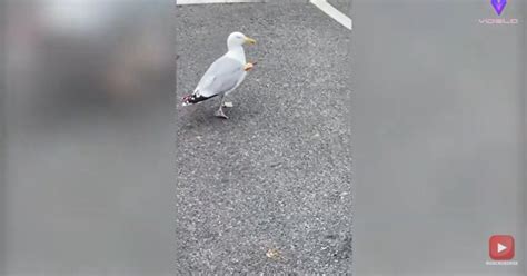 Desconecta Una Gaviota Con Una Flecha Atravesando Su Cuerpo Sorprende