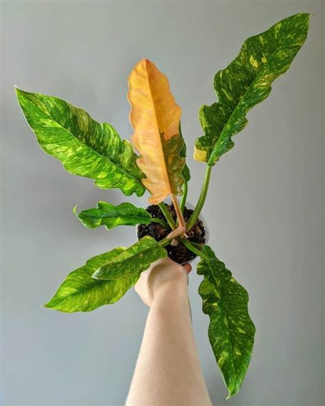 Philodendron Ring Of Fire [propagation Buying And Care Guide]