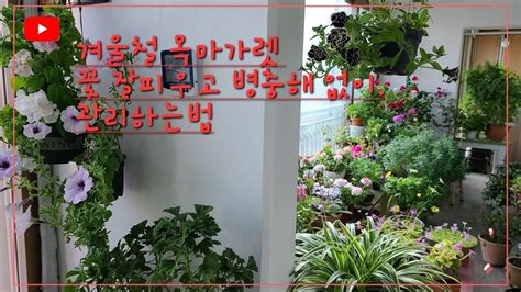 겨울철 베란다정원 목마가렛 꽃많이 피고 병충해 없이 관리하는법 Youtube