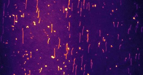 Single Molecule Tirf Teledyne Vision Solutions