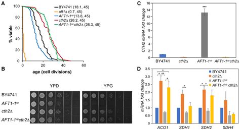 Constitutive Activation Of The Aft1 Negatively Regulates Yeast Lifespan