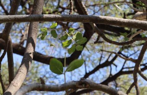 Mongwe Safari Camp 【 Nov 2025 】 Other In Zimbabwe