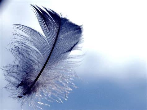 Feathers Wallpapers Top Free Feathers Backgrounds Wallpaperaccess
