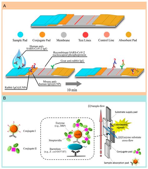 Molecules Free Full Text Advancing Microfluidic Immunity Testing